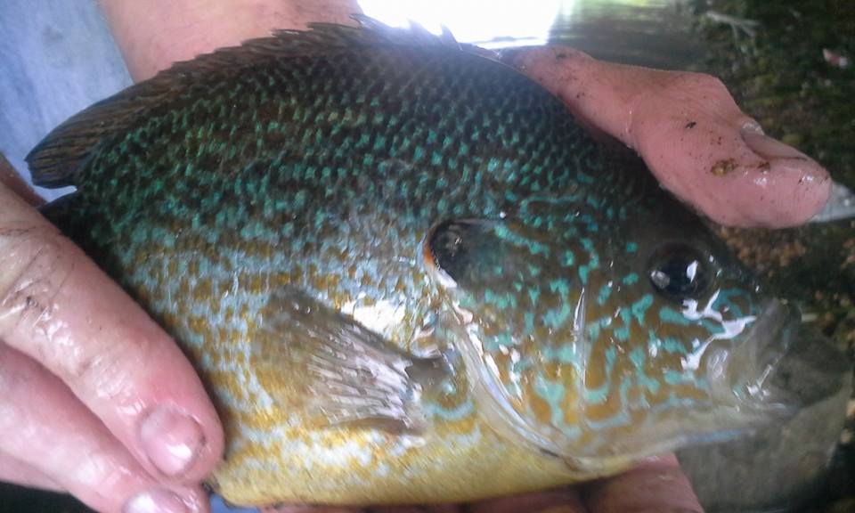 Nicholas Samuelson - Fishing Hall of Fame of Minnesota