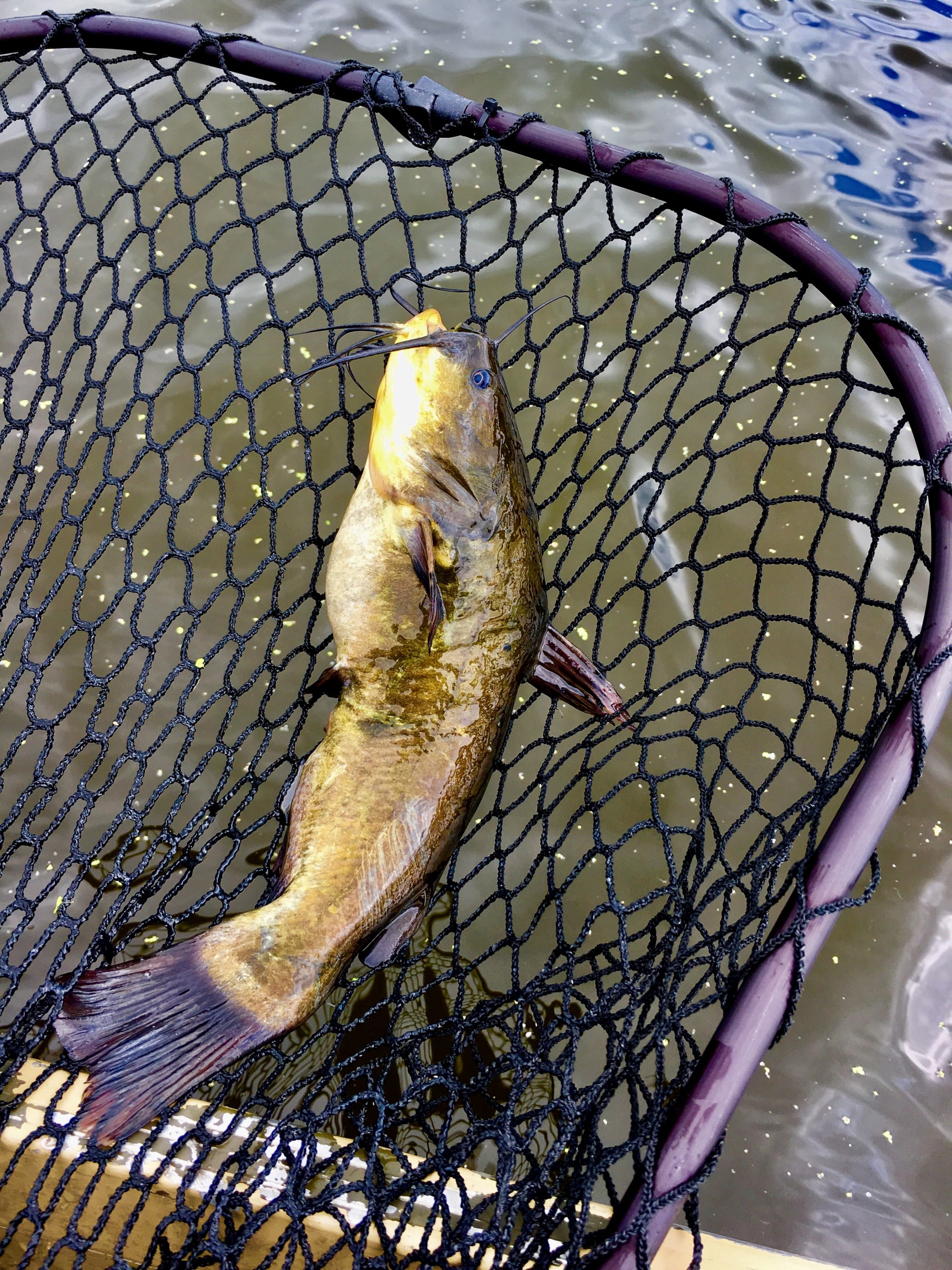 Jack Roos - Fishing Hall of Fame of Minnesota