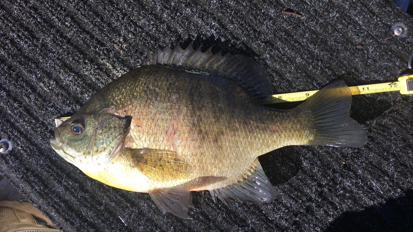 Brian SUNDBERG - Fishing Hall of Fame of Minnesota
