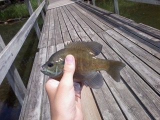 Evan Divine - Fishing Hall of Fame of Minnesota