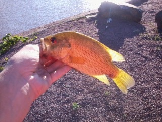 Evan Divine - Fishing Hall of Fame of Minnesota