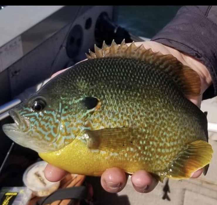 K.C. Hanson - Fishing Hall of Fame of Minnesota