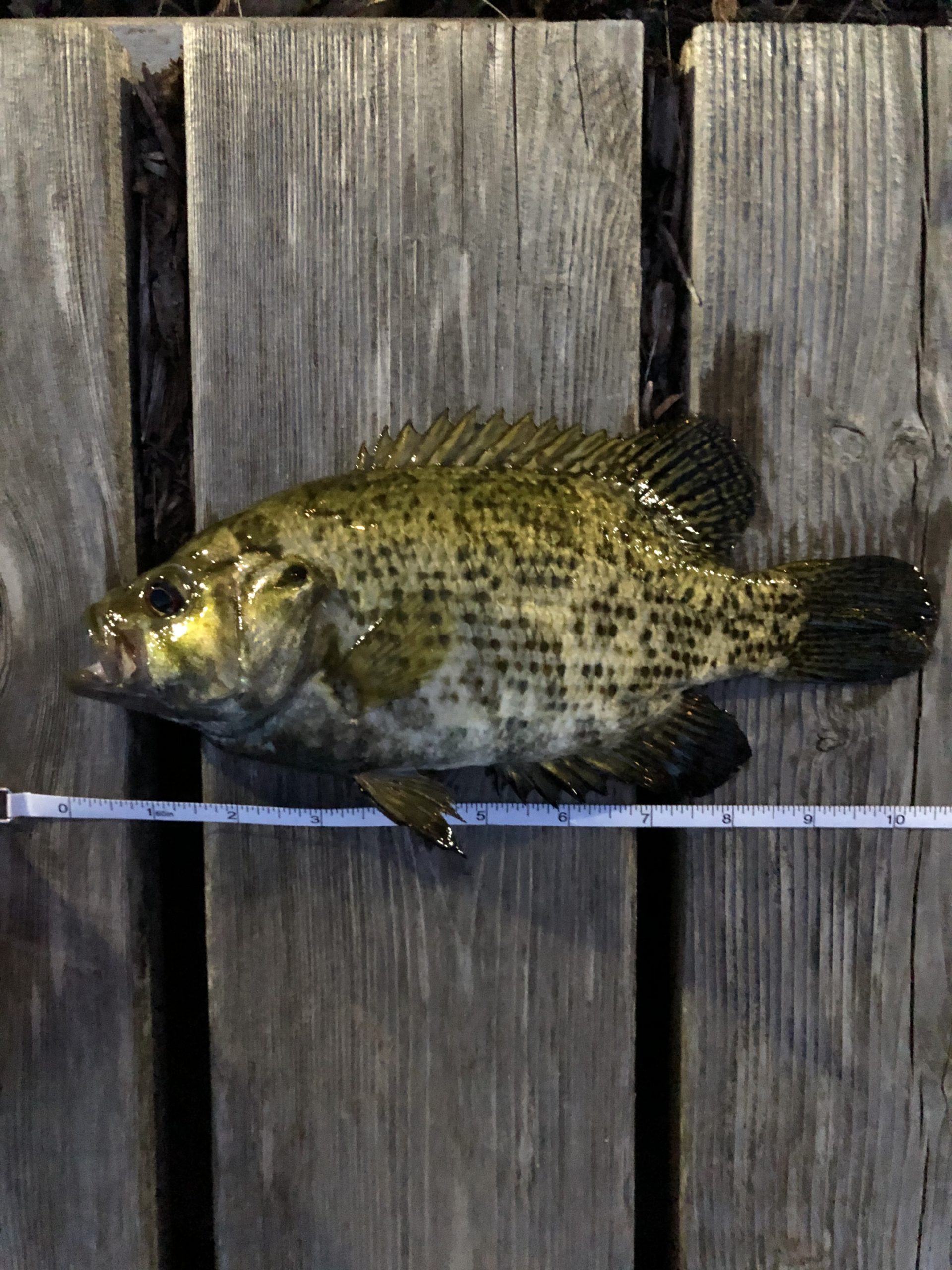 Isaiah Moore - Fishing Hall of Fame of Minnesota