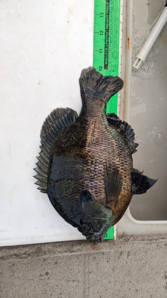 Michael Amb - Fishing Hall of Fame of Minnesota