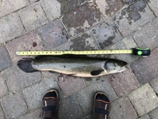 bowfin - Fishing Hall of Fame of Minnesota