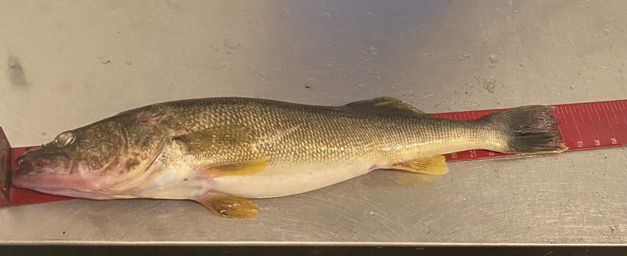 Cory OConnell - Fishing Hall of Fame of Minnesota