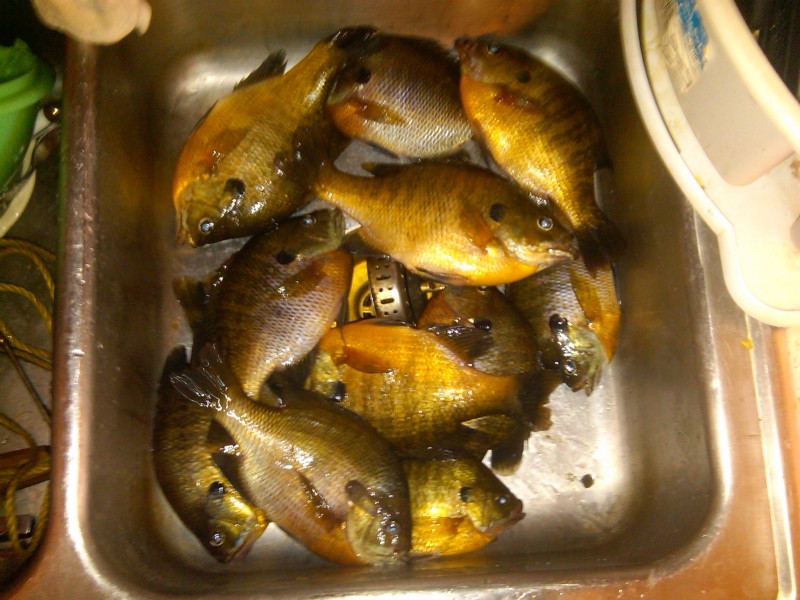 Eric Stringfellow - Fishing Hall of Fame of Minnesota